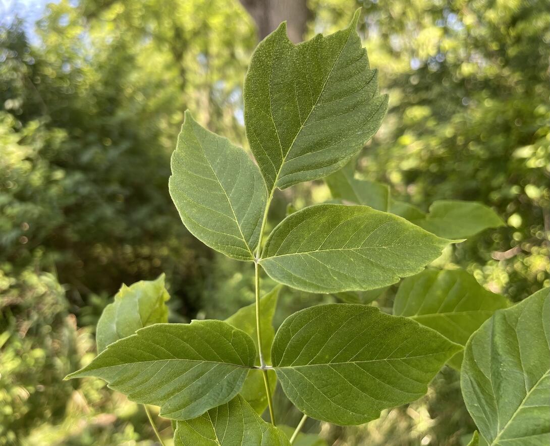 Box Elder | CMP Tree Selection Tool
